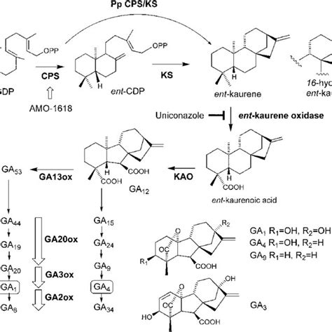 The Biosynthetic Pathway Of Ga The Enzyme Names Are Shown In Boldface