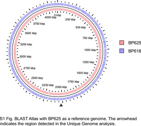 Whole Genome Comparison Of Two Same Genotype Macrolide Resistant