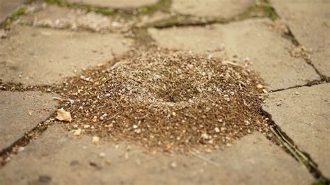 How To Get Rid Of Ants On The Ceiling Conquer Critters