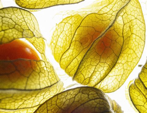 Physalis Angulata Extract In Skincare Prequel