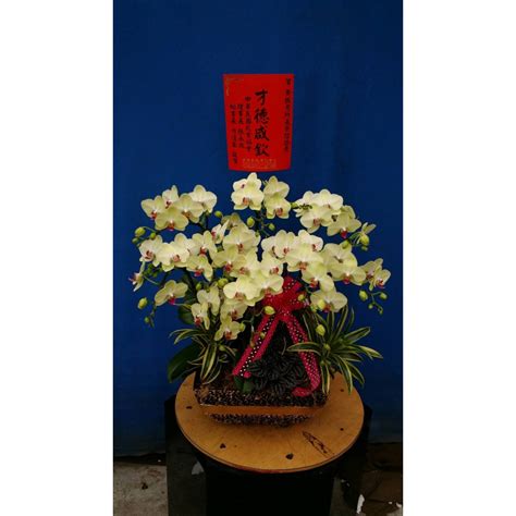 蘭花盆栽桌上型 007 杏林花苑 花店 台南花店 台南代客送花 永康花店