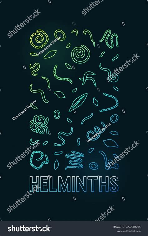 Helminths Vector Concept Vertical Colorful Illustration Stock Vector