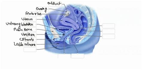 Female Reproductive System Correctly Label The Following Structures Of