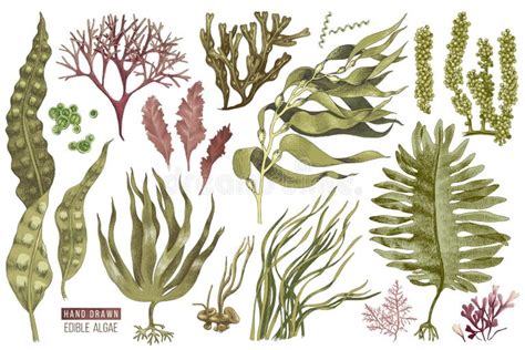 Drawing Algae Stock Illustrations 23919 Drawing Algae Stock