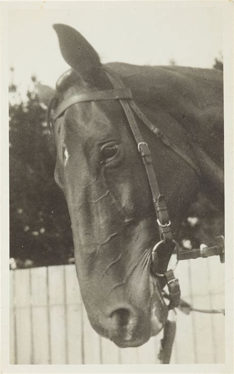 Phar Lap 1926 1928 Dr Martin Free Photo Rawpixel