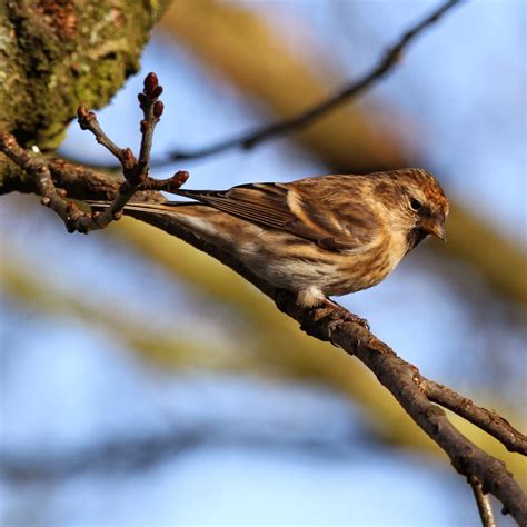 Trogtrogblog Bird Of The Week Lesser Redpoll