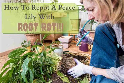 How To Repot A Peace Lily With Root Rot Perfect Peace Lily