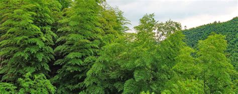 Performance Characteristics Of Bamboo Materials Density And