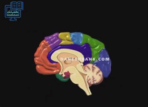 دستگاه عصبی دانلود رایگان فیلم آموزشی