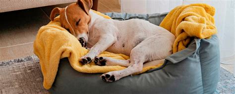 Pourquoi Les Chiens Tournent Ils En Rond Avant De Se Coucher Pas