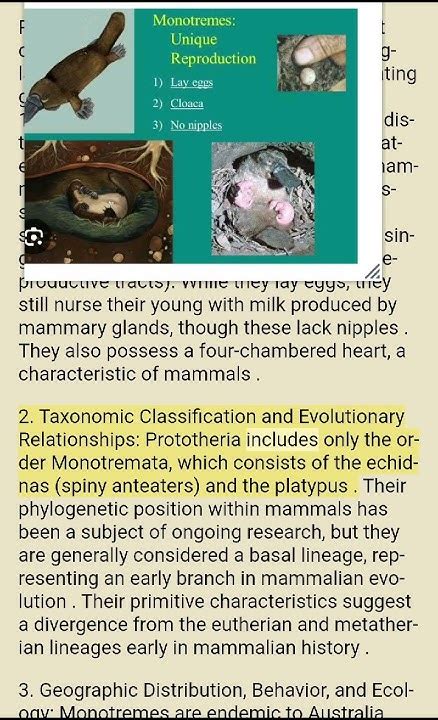 15 Prototheria Is A Subclass Of Mammals Youtube