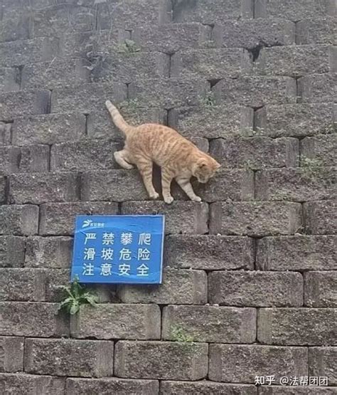 离婚以后多久放弃抚养权 知乎