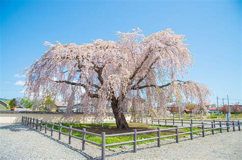 新たなワイン産地として注目の道南 高いポテンシャルを追い風に〈シリーズ企画ワイナリー05／道南エリア〉 Tripeat北海道