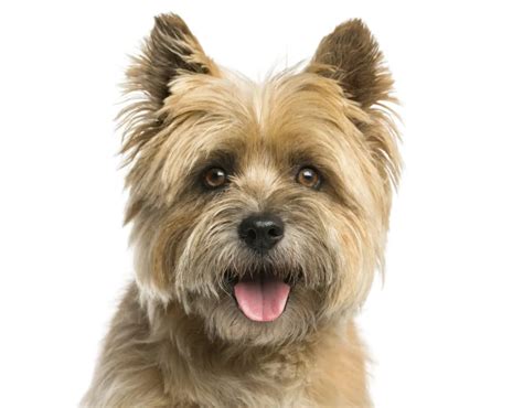 Cairn Terrier Mix Breeds