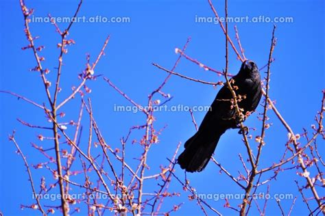 青空を背景に梅の木にとまって正面を見る1羽の黒い艶やかなハシブトカラスの写真素材 221277634 イメージマート