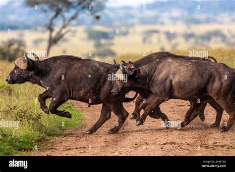 Herd Of African Buffalo Syncerus Caffer Cape Buffalo Is A Large Sub