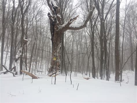 Snow Album On Imgur