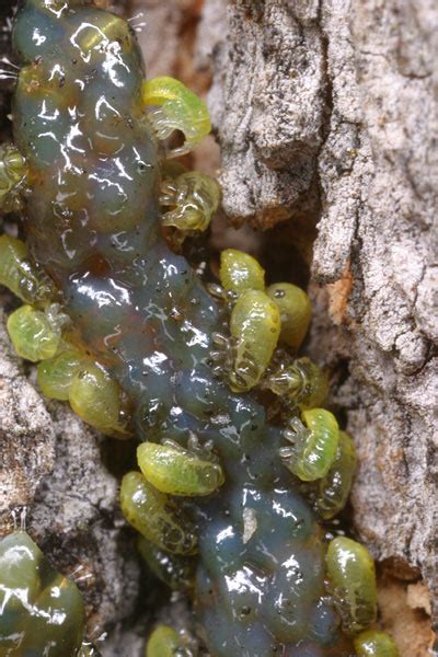 クヌギカメムシの幼虫 海野和男のデジタル昆虫記 緑のgoo
