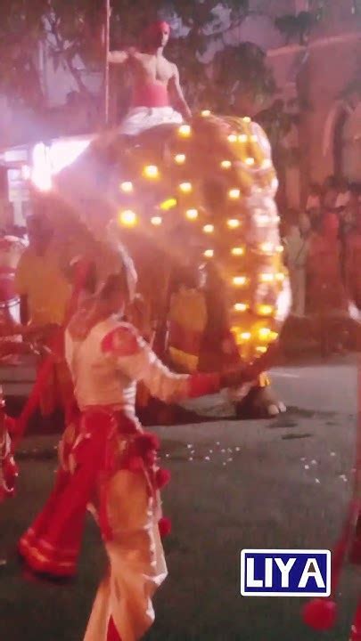 Trending Kandyperahera 2023 එයත් උඩරට නැට්ටුවෙක් He Is Also A Dancer ♥️ Youtube