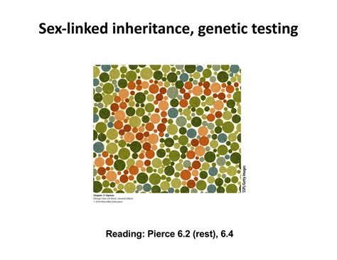 8 Sex Linked Inheritance And Genetic Testing Sex Linked Inheritance Genetic Testing Reading