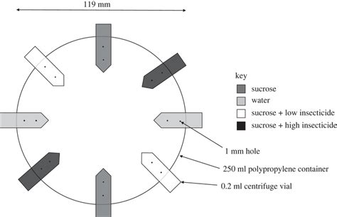 Diagram Of Experimental Arena 240 Ml 119 Mm Diameter × 38 Mm Height