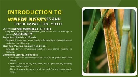 Unveiling Mechanisms And Genetic Prospects In Wheat Rust Resistance 3 Pptx