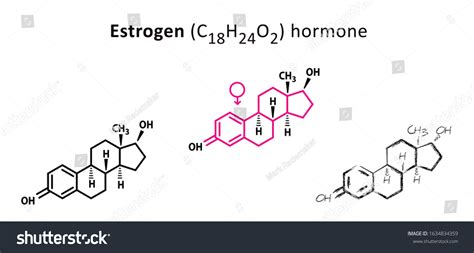 Estrogen Estradiol Structure C18h24o2 Sex Hormone Stock Vector Royalty Free 1634834359