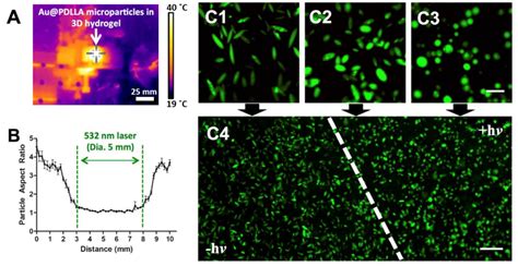 Entanglement Based Thermoplastic Shape Memory Polymeric Particles With Photothermal Actuation
