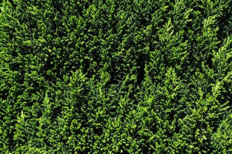 Hedge Texture Images Free Download On Freepik
