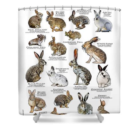 Lagomorphs
