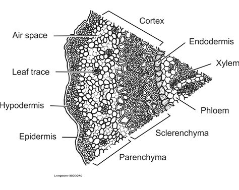 Lycopodium Sp · Biodidac