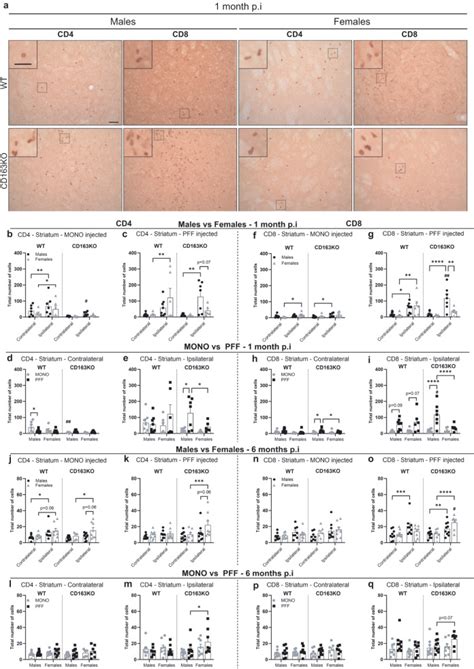Sex Dimorphic Neuroprotective Effect Of Cd163 In An α Synuclein Mouse
