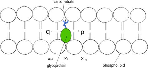 Glycoprotein Inside A Cell Membrane Download Scientific Diagram