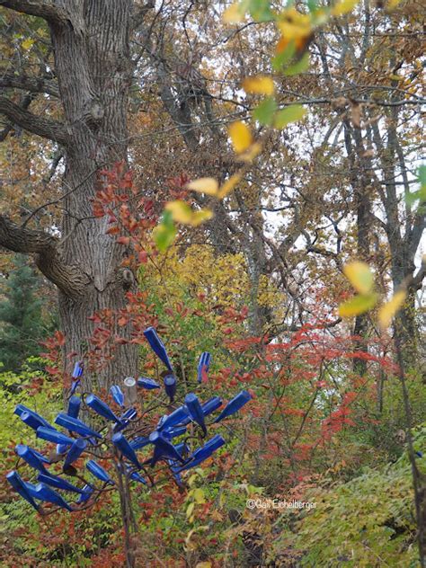 Clay And Limestone Wildflower Wednesday Trees And Shrubs In A Native Habitat