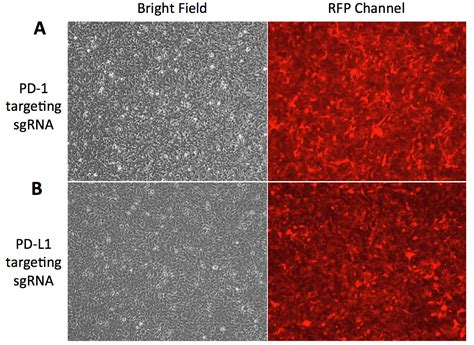 Pd 1l1 Targeting Sgrna Lentiviral Particles Genecopoeia™