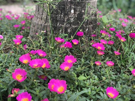 Portulaca Grass Nature Free Photo On Pixabay Pixabay