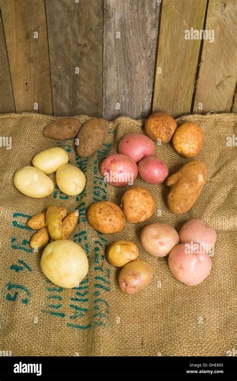 Types Of Potatoes Hi Res Stock Photography And Images Alamy