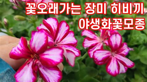 노지월동 야생화꽃모종 여우꼬리 히비끼 장미 아이비제라늄 장미베고니아 YouTube