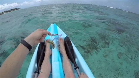 Tropical Fishing Youtube