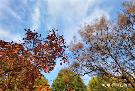 河南这个公园内有棵奇异树开白绒花见了都说奇叫啥名字得去搜 知乎