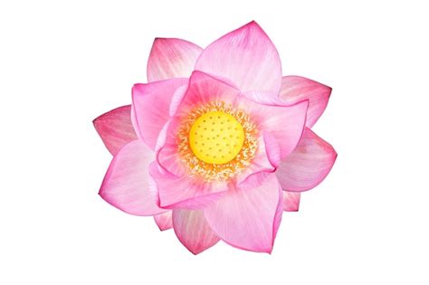 연꽃 무료 사진