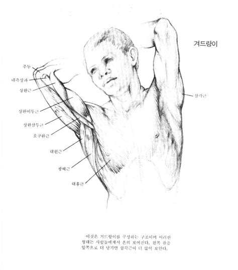 몸 움직임에 관여하는 뼈와 근육의 구조 네이버 블로그