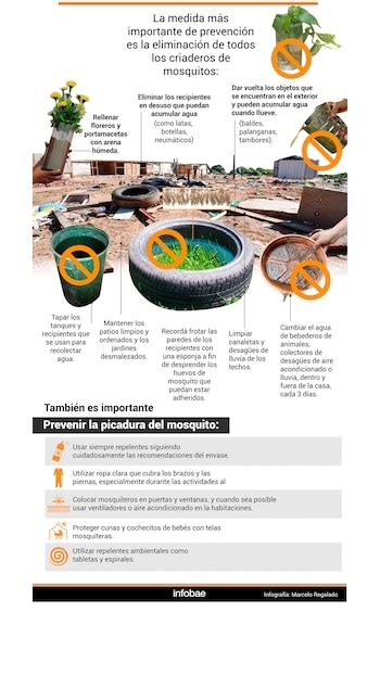 Cuáles Son Los Lugares Ocultos Donde Se Esconde El Mosquito Que