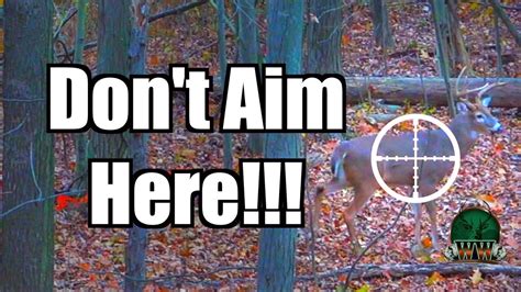 Youre Aiming Wrong Deer Shot Placement Archery Deer Hunting Tip