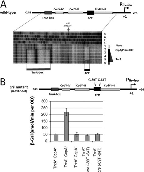 Dnase I Footprinting Analysis Of Simultaneous Binding Of The Complex Of