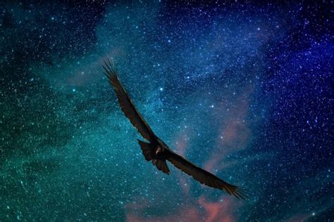 Premium Photo Exotic Birds In Stuart Florida