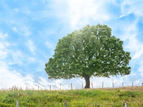 나무와 잔디와 자연 배경 프리미엄 사진