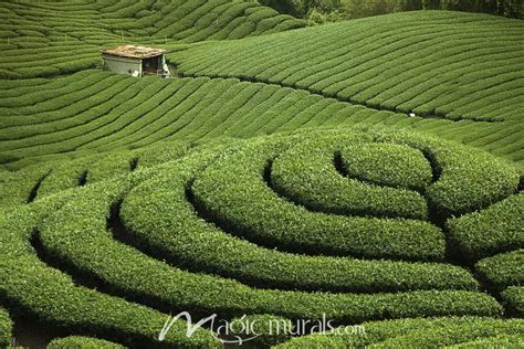 Ba Gua Taiwan Tea Plantation Wallpaper Mural By Magic Murals
