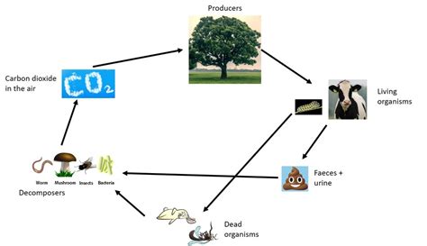 Diagram Of The Decay Cycle Quizlet