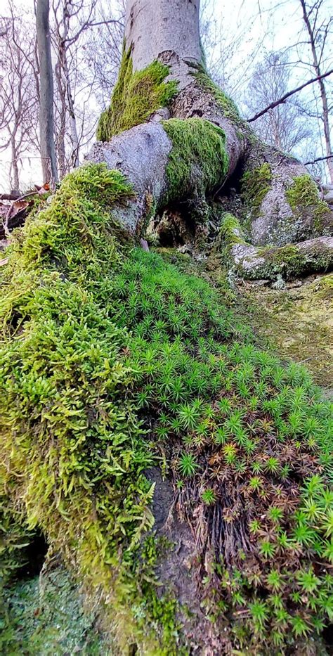 Cool Mossy Tree Roots Mosses